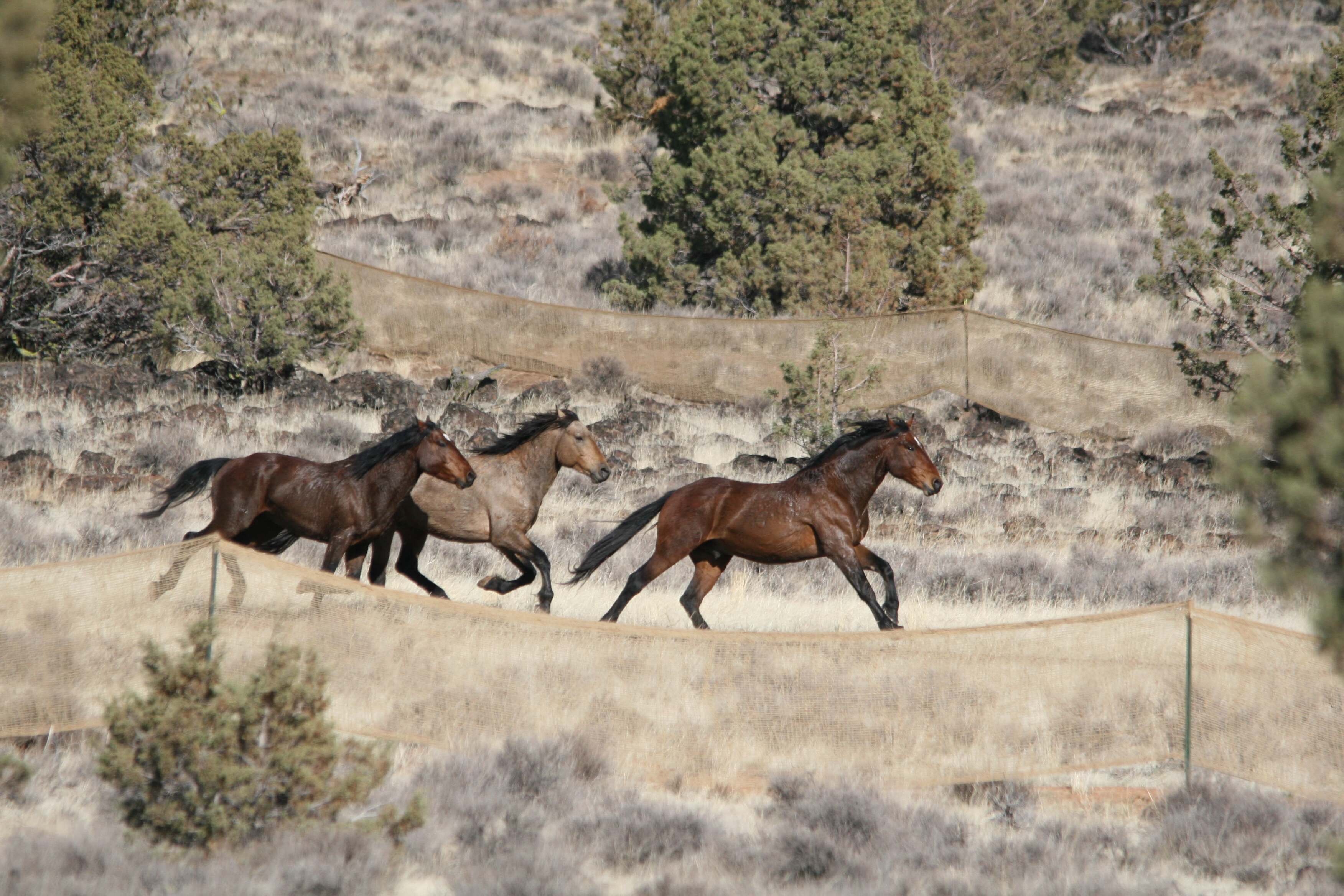 Roundup Report: Devil's Garden Plateau Wild Horse Territory | American Wild Horse Conservation